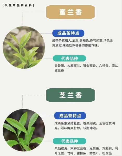 凤凰单丛茶属于什么茶_凤凰单丛茶是红茶还是绿茶-第1张图片-山城妙识