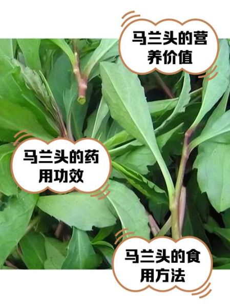 马兰头怎么种植_马兰头田间管理技巧-第1张图片-山城妙识