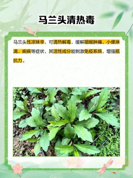 马兰头怎么种植_马兰头田间管理技巧-第3张图片-山城妙识