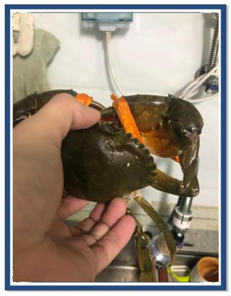 清蒸青蟹怎么蒸不腥_清蒸青蟹蒸几分钟最佳-第1张图片-山城妙识