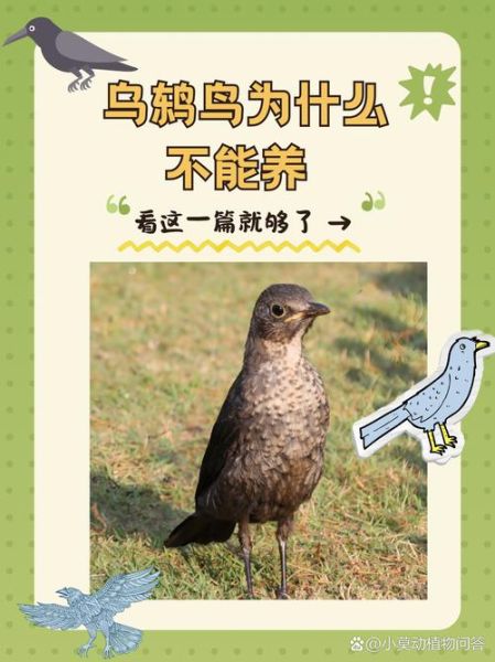 乌鸫鸟图片大全_乌鸫鸟怎么分辨公母-第1张图片-山城妙识