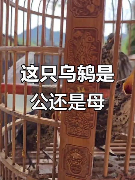 乌鸫鸟图片大全_乌鸫鸟怎么分辨公母-第3张图片-山城妙识