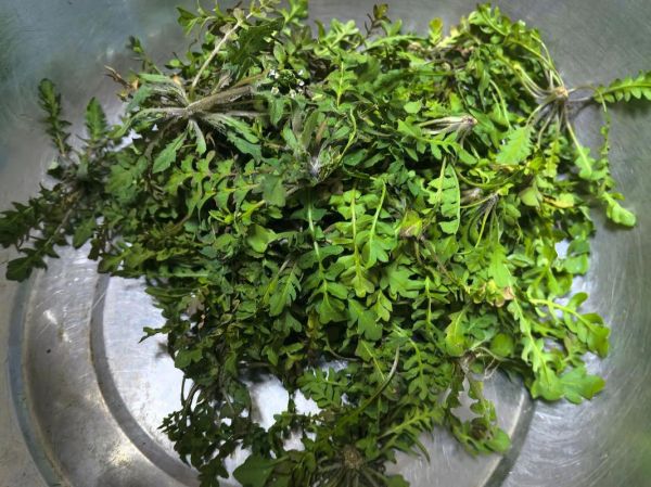 荠菜饺子荠菜要焯水吗_焯水后怎么处理-第1张图片-山城妙识 荠菜饺子荠菜要焯水吗_焯水后怎么处理-第1张图片-山城妙识