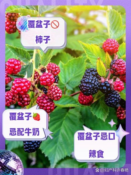 覆盆子禁忌人群有哪些_孕妇能吃覆盆子吗-第2张图片-山城妙识