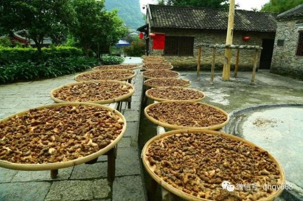 九蒸九晒吃死人_九蒸九晒黄精中毒真相-第2张图片-山城妙识 九蒸九晒吃死人_九蒸九晒黄精中毒真相-第2张图片-山城妙识