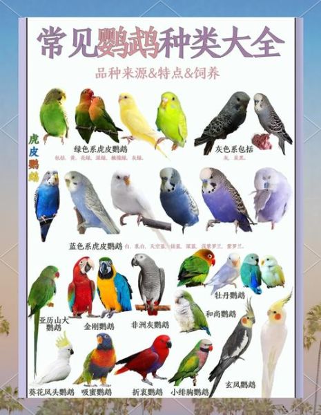 鹦鹉品种大全_新手适合养什么鹦鹉-第1张图片-山城妙识