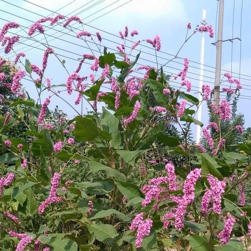 酒曲草药图片大全_如何辨别真假酒曲草药-第3张图片-山城妙识