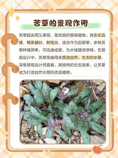 苦草的功效与作用_苦草泡水喝的禁忌-第1张图片-山城妙识