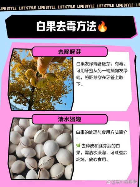 鲜白果怎么处理_鲜白果去毒方法-第1张图片-山城妙识 鲜白果怎么处理_鲜白果去毒方法-第1张图片-山城妙识