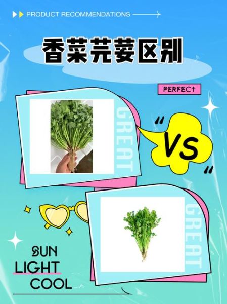 香菜的别名是芫荽吗_芫荽和香菜的区别-第1张图片-山城妙识