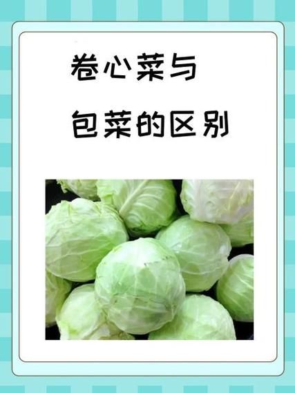 茴子白营养价值_茴子白功效与作用-第2张图片-山城妙识