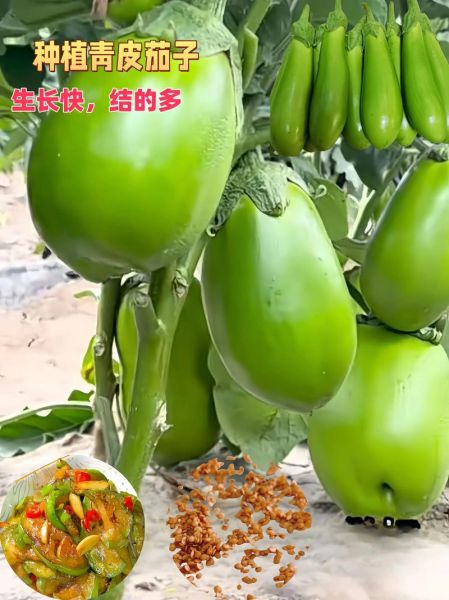 茄子皮能吃吗_茄子皮的营养价值-第3张图片-山城妙识