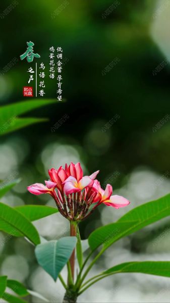 鸡蛋花图片唯美_鸡蛋花的花语是什么-第1张图片-山城妙识