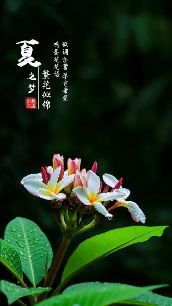 鸡蛋花图片唯美_鸡蛋花的花语是什么-第3张图片-山城妙识