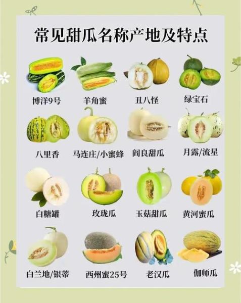甜瓜怎么挑选_甜瓜图片如何辨别成熟度-第1张图片-山城妙识