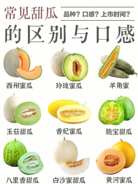 甜瓜怎么挑选_甜瓜图片如何辨别成熟度-第2张图片-山城妙识