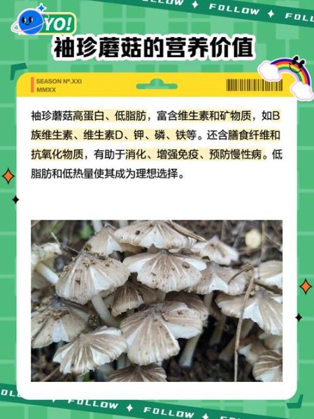 袖珍菇的营养价值_袖珍菇的功效与作用-第1张图片-山城妙识