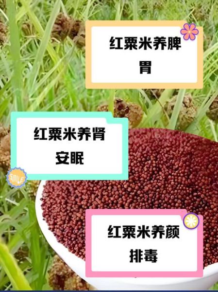 红粳米有什么功效_红粳米怎么吃最养生-第3张图片-山城妙识 红粳米有什么功效_红粳米怎么吃最养生-第3张图片-山城妙识