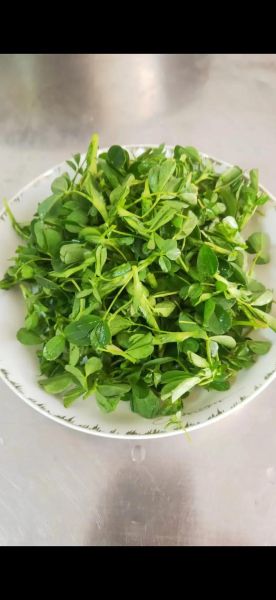 苜蓿菜长什么样_苜蓿菜怎么吃最好-第1张图片-山城妙识 苜蓿菜长什么样_苜蓿菜怎么吃最好-第1张图片-山城妙识