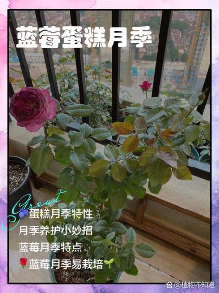 蓝莓之夜月季怎么养_蓝莓之夜月季是藤本还是灌木-第1张图片-山城妙识
