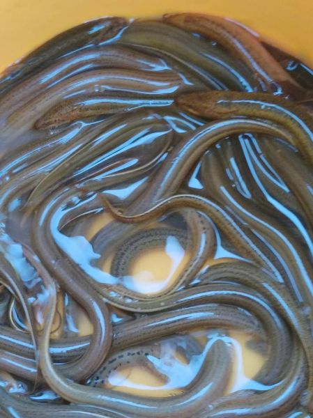 黄鳝鱼吃什么食物_黄鳝鱼最爱吃什么-第1张图片-山城妙识