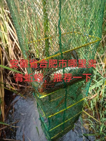 黄鳝鱼吃什么食物_黄鳝鱼最爱吃什么-第3张图片-山城妙识