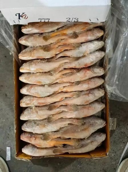 黄骨鱼市场价格多少钱一斤_黄骨鱼价格走势-第1张图片-山城妙识