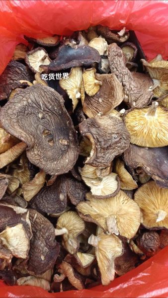 野生香菇多少钱一斤_哪里买正宗-第1张图片-山城妙识 野生香菇多少钱一斤_哪里买正宗-第1张图片-山城妙识