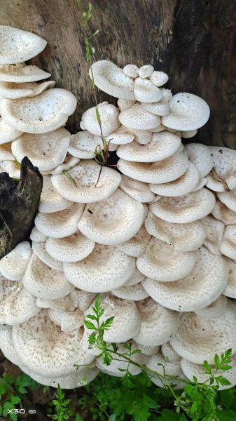 野生香菇多少钱一斤_哪里买正宗-第2张图片-山城妙识 野生香菇多少钱一斤_哪里买正宗-第2张图片-山城妙识