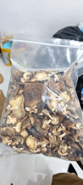 野生香菇多少钱一斤_哪里买正宗-第3张图片-山城妙识 野生香菇多少钱一斤_哪里买正宗-第3张图片-山城妙识