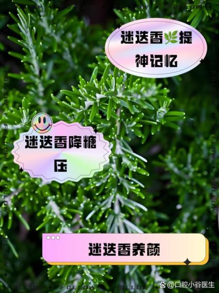 迷迭香茶可以每天喝吗_长期饮用副作用-第1张图片-山城妙识 迷迭香茶可以每天喝吗_长期饮用副作用-第1张图片-山城妙识