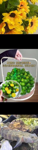 金桔柠檬水怎么做_金桔柠檬水功效与禁忌-第3张图片-山城妙识