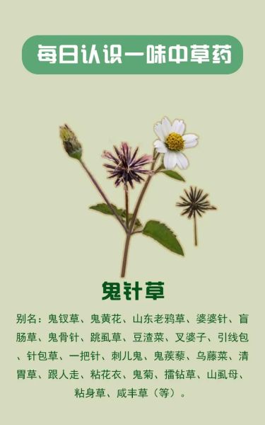 鬼针草降血压有效吗_鬼针草降血压怎么用-第1张图片-山城妙识 鬼针草降血压有效吗_鬼针草降血压怎么用-第1张图片-山城妙识