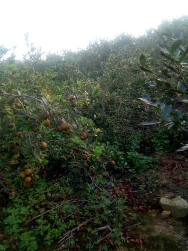 白花油茶树种植方法_白花油茶树几年结果-第3张图片-山城妙识
