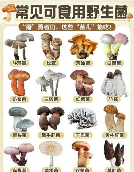 常见可食用蘑菇种类有哪些_如何辨别毒蘑菇-第3张图片-山城妙识