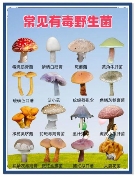 常见可食用蘑菇种类有哪些_如何辨别毒蘑菇-第2张图片-山城妙识