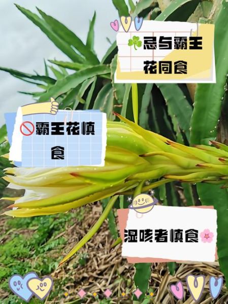 霸王花怎么吃_霸王花有什么功效-第1张图片-山城妙识