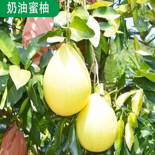 红肉蜜柚苗哪里买_红肉蜜柚苗价格多少-第2张图片-山城妙识