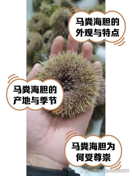 紫海胆和马粪海胆哪个好_口感营养价格全方位对比-第1张图片-山城妙识