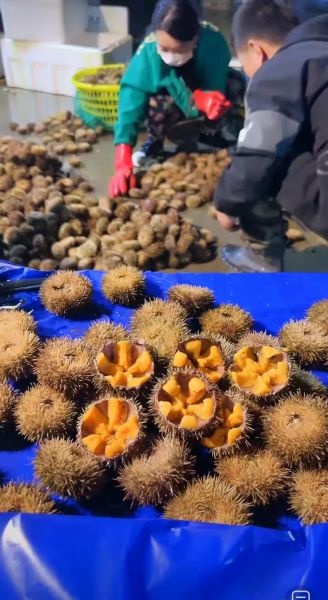 紫海胆和马粪海胆哪个好_口感营养价格全方位对比-第2张图片-山城妙识