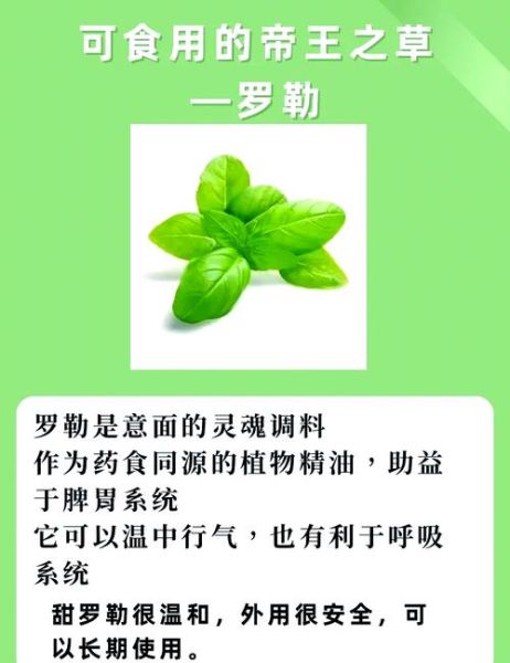 罗勒是什么植物_罗勒怎么吃最好-第1张图片-山城妙识