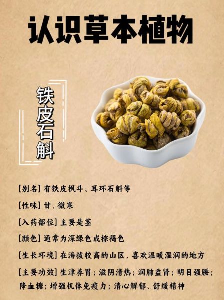 铁皮石斛长什么样_铁皮石斛图片特征-第3张图片-山城妙识