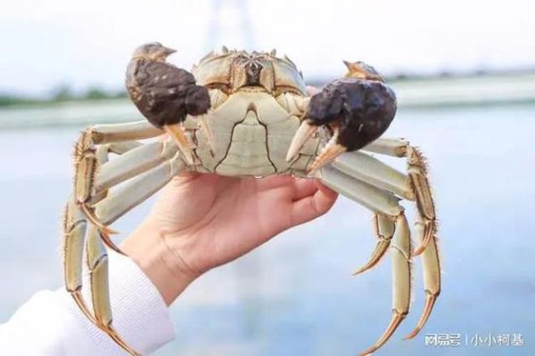 螃蟹怎么吃东西_螃蟹进食方式全过程-第2张图片-山城妙识