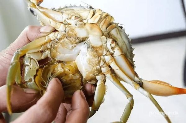 螃蟹怎么吃东西_螃蟹进食方式全过程-第3张图片-山城妙识