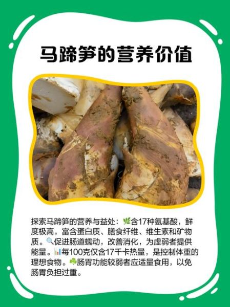 马蹄竹笋怎么做好吃_马蹄竹笋的营养价值-第2张图片-山城妙识 马蹄竹笋怎么做好吃_马蹄竹笋的营养价值-第2张图片-山城妙识