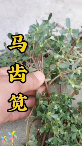 蚂蚱菜长什么样_蚂蚱菜怎么辨认-第2张图片-山城妙识