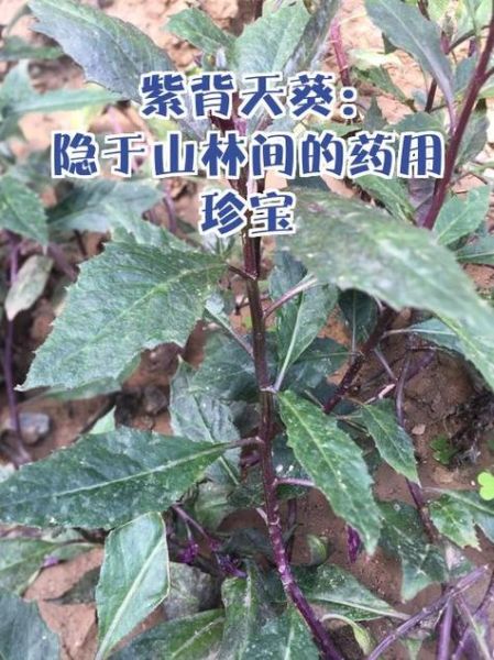紫背天葵的功效与作用_紫背天葵怎么吃-第2张图片-山城妙识