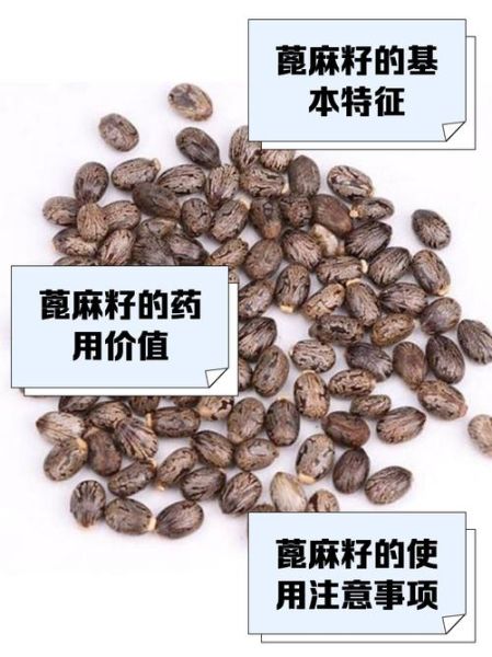 麻子是什么植物的种子_麻子与芝麻区别-第1张图片-山城妙识