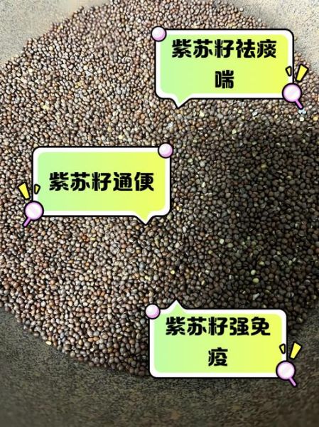 麻子是什么植物的种子_麻子与芝麻区别-第3张图片-山城妙识