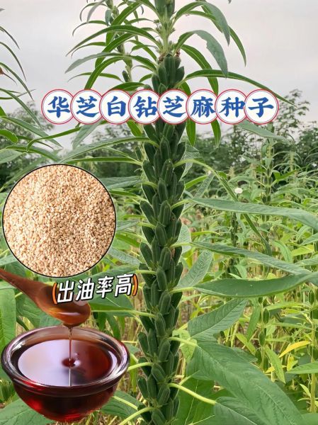 麻子是什么植物的种子_麻子与芝麻区别-第2张图片-山城妙识